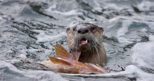 River Otter Animal Facts - Lontra canadensis - A-Z Animals