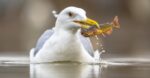 Seagull Animal Facts - Laridae - A-Z Animals