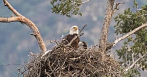 Baby Eagles: 6 Amazing Facts & 6 Eaglet Pictures! - A-Z Animals