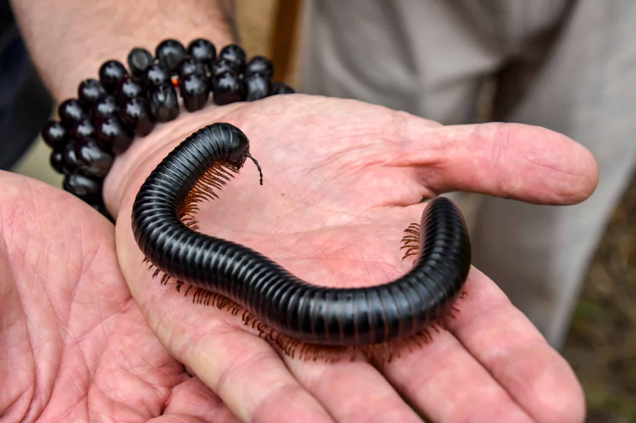 The Diet and Predators of Millipedes, Explained