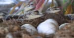 American Alligator Size Comparison: Just How Big Do They Get? - A-Z Animals