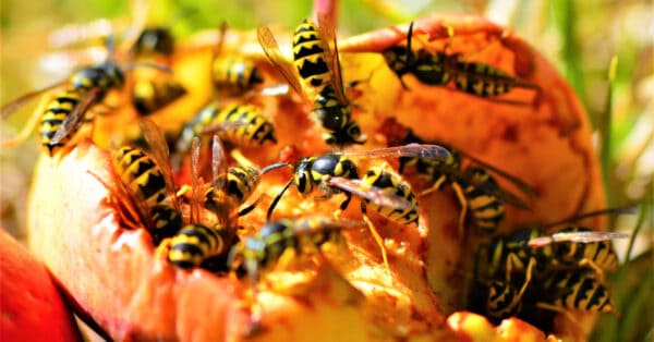 Why Some Wasps Attack on Sight — and How to Stop Them - A-Z Animals