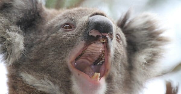 Tourists Stunned After Witnessing Screaming Koalas - A-Z Animals