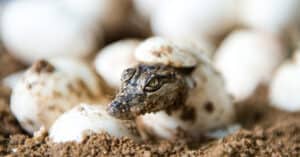 Alligator Mating Season: When Do They Breed? - A-Z Animals