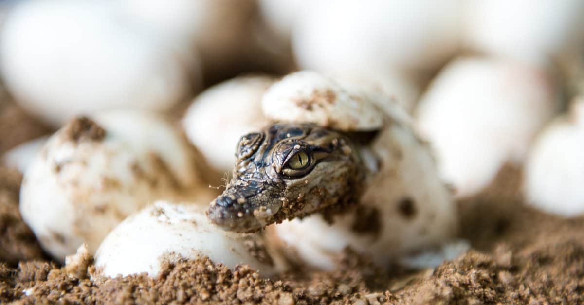 Baby Alligator: 6 Incredible Hatchling Facts & 6 Pictures! - IMP WORLD