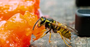 Wasp vs Yellow Jacket: 5 Key Differences Explained - A-Z Animals