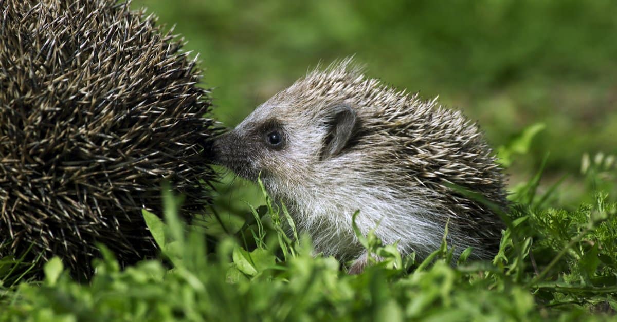 What’s a Baby Hedgehog Called + 4 More Amazing Facts - A-Z Animals