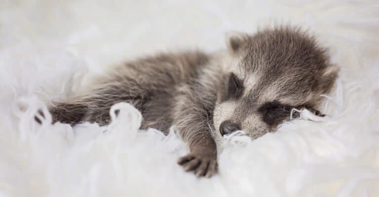 Baby Raccoons: 5 Incredible Facts & 5 Pictures - A-Z Animals