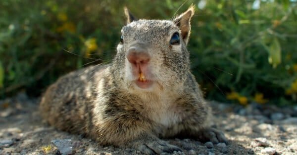 Squirrel Teeth: Everything You Need to Know - A-Z Animals