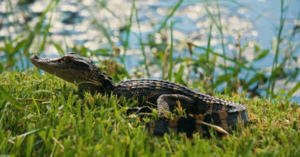 Newborn Gators Can Swim Faster Than Michael Phelps (and Other ...