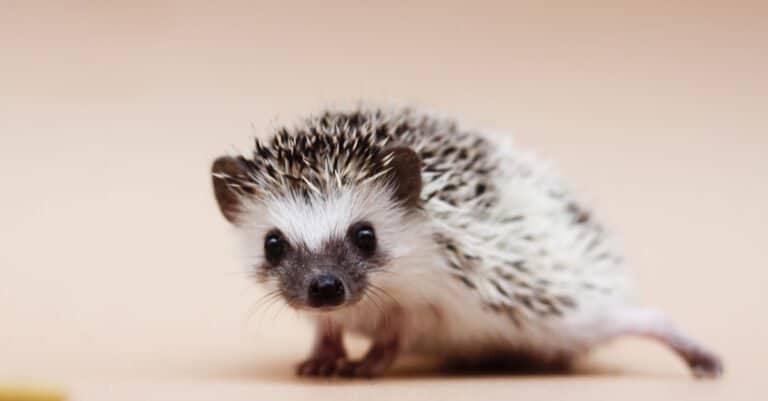 What’s a Baby Hedgehog Called + 4 More Amazing Facts - A-Z Animals