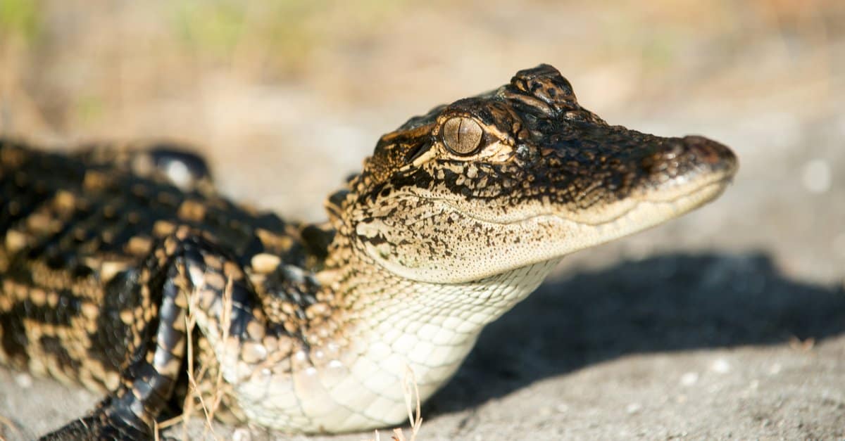 10 Incredible Alligator Facts - A-Z Animals