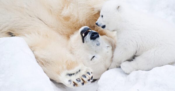Polar Bear Lifespan: How Long Do Polar Bears Live? - A-Z Animals