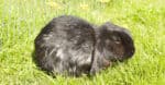 How Old is the Oldest Rabbit Ever? - AZ Animals