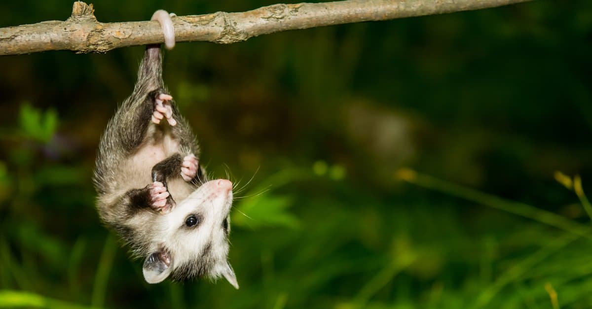 What’s a Baby Opossum is Called & 4 More Amazing Facts! - A-Z Animals