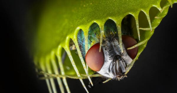 What Do Plants Eat? Their Diet Explained - A-Z Animals