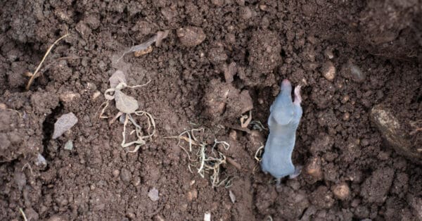 What’s a Baby Mole Called & 4 More Amazing Facts! - A-Z Animals