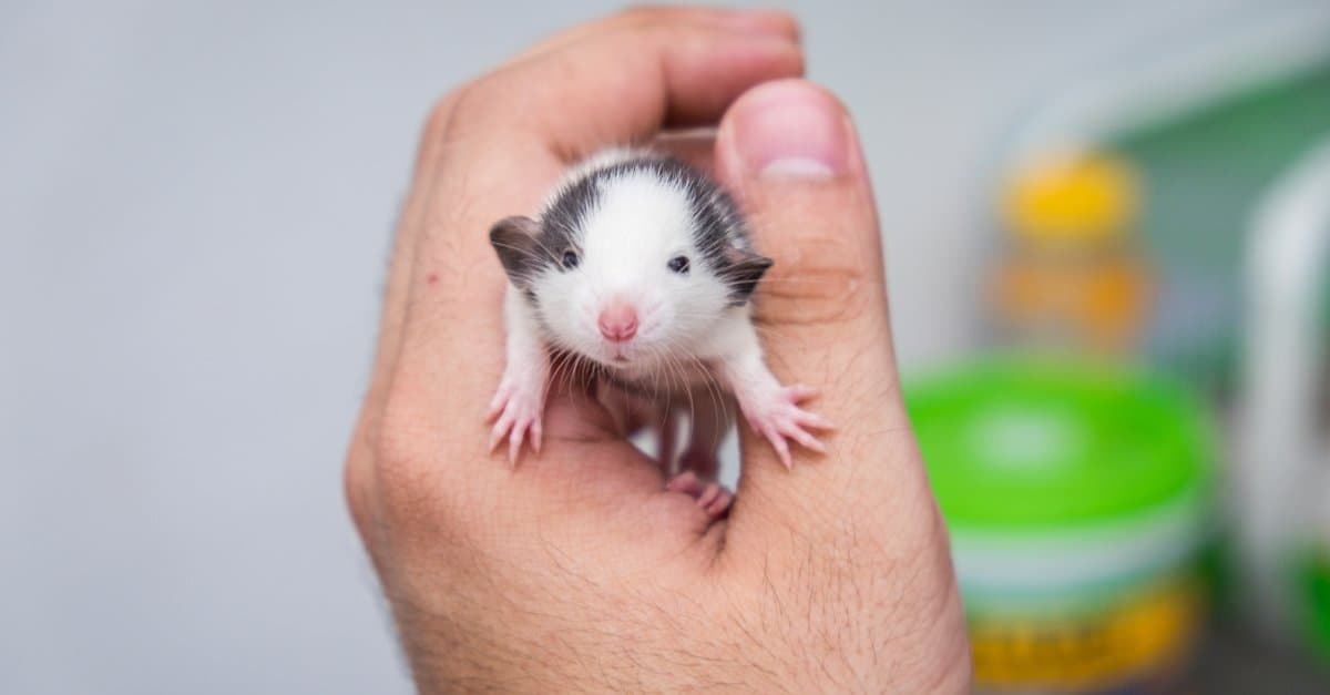 What’s a Baby Rat Called & 4 More Amazing Facts! - A-Z Animals