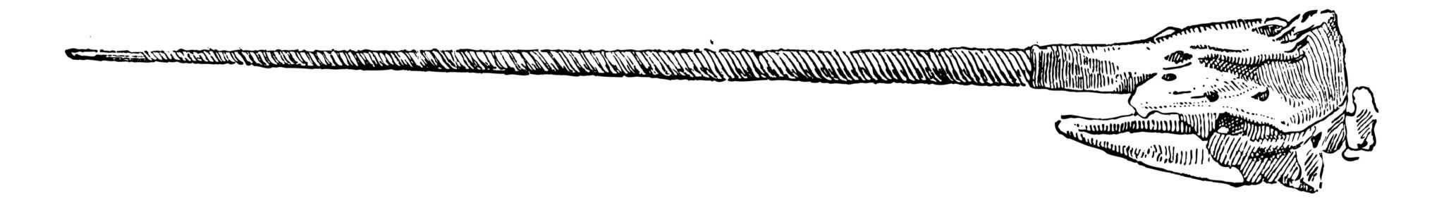 Narwhal: 13 Top Facts for the Unicorn of the Seas - A-Z Animals