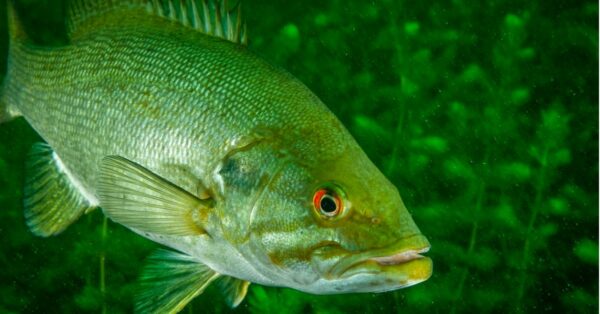 What Do Bass Eat? - A-Z Animals