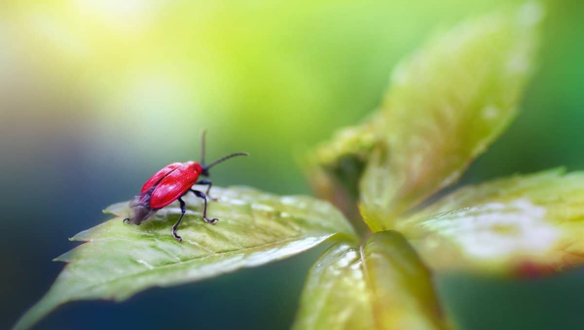 10 Red Beetles and Bugs You Should Know! - A-Z Animals