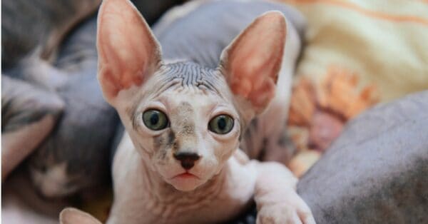 Sphynx Cat Breed Complete Guide - A-Z Animals