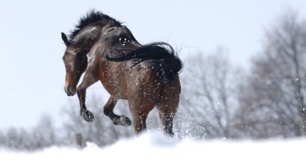 Top 9 Fastest Horses - A-Z Animals