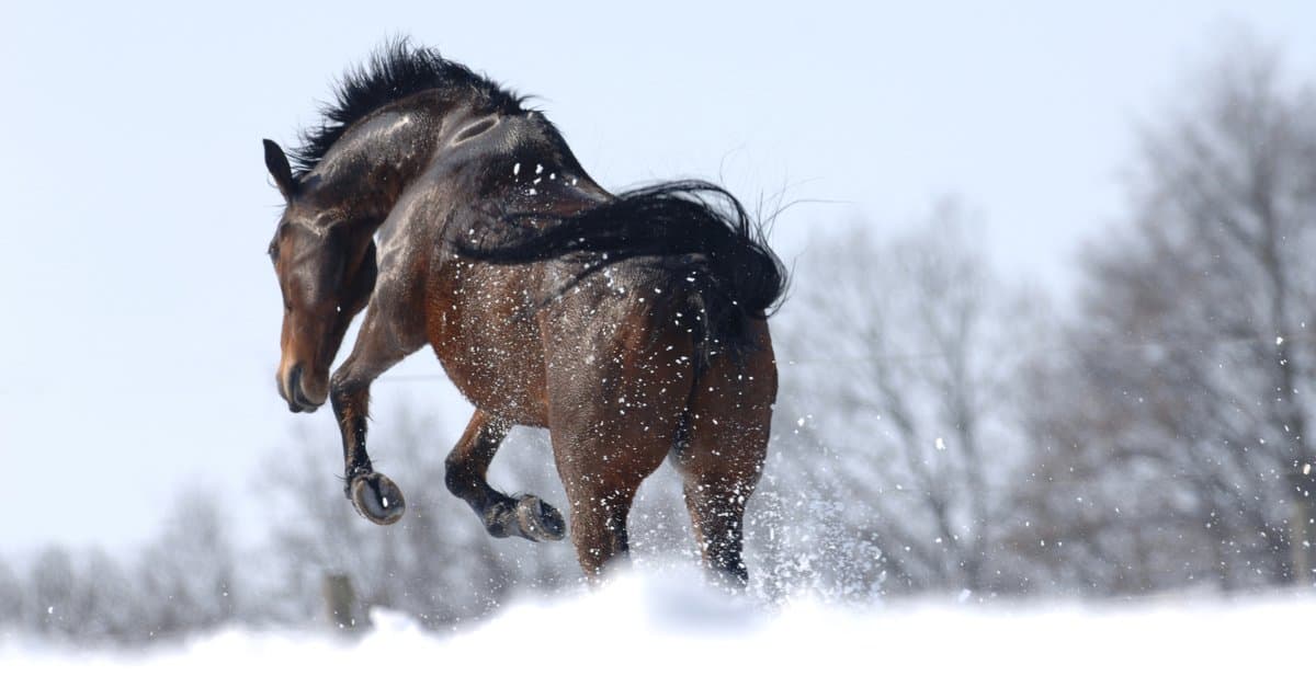 Top 9 Fastest Horses - A-Z Animals