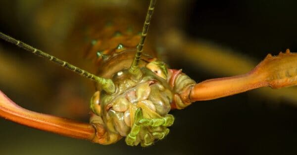 What Do Stick Bugs Eat? - A-Z Animals