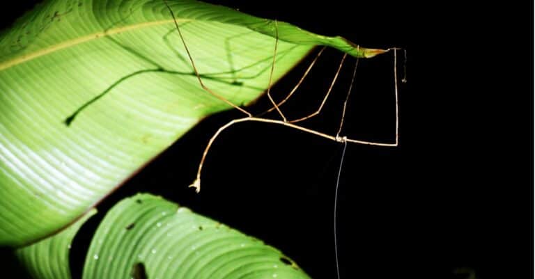 The Fascinating Way Stick Bugs Replace Their Exoskeleton - A-Z Animals