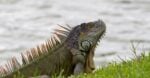 Iguanas in Florida: What Species Are Native to Florida? - AZ Animals