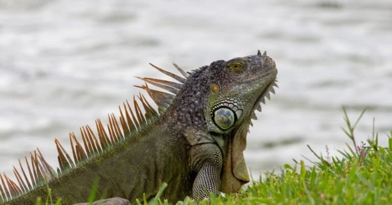 11 Incredible Lizards With Spikes - A-Z Animals