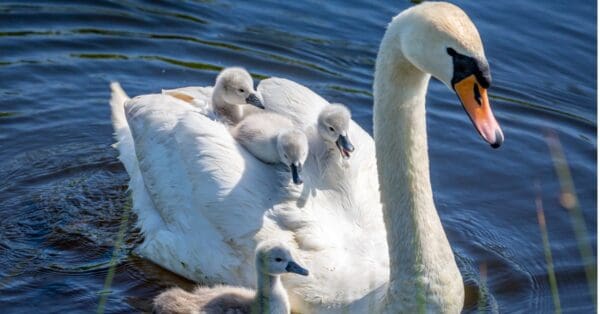 Swan Animal Facts - Cygnus - A-Z Animals