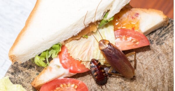 Baby Cockroach: 7 Facts, What they Look Like & 7 Pictures - A-Z Animals