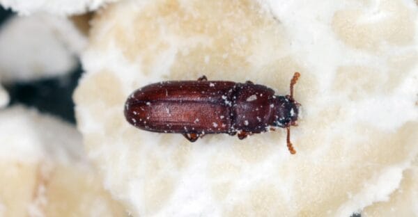10 Red Beetles and Bugs You Should Know! - A-Z Animals