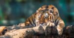 The 11 Best Animal TV Shows of All Time - AZ Animals