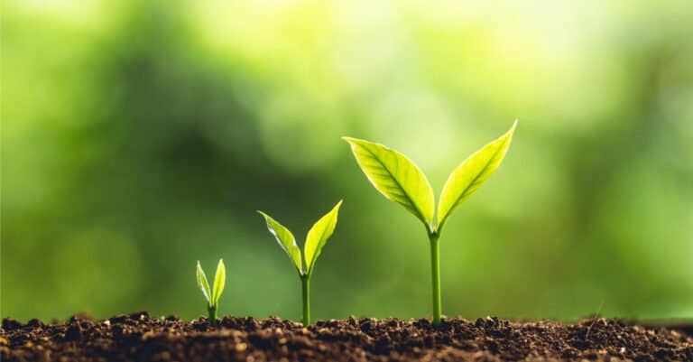 What Do Plants Eat? Their Diet Explained - A-Z Animals