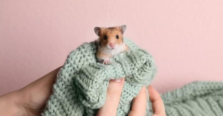 Baby Hamster: 6 Amazing Facts & 6 Pictures - A-Z Animals