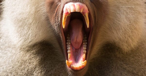 Baboon Teeth: Everything You Need to Know - A-Z Animals
