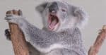 Koala Animal Pictures | A-Z Animals