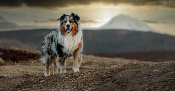 Australian Shepherd Colors and Markings: Rarest to Most Common - A-Z ...