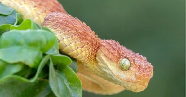 Discover 20 Incredible Red Snakes (7 Are Venomous!) - A-Z Animals