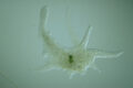 The Largest Single Celled Organism in the World - A-Z Animals