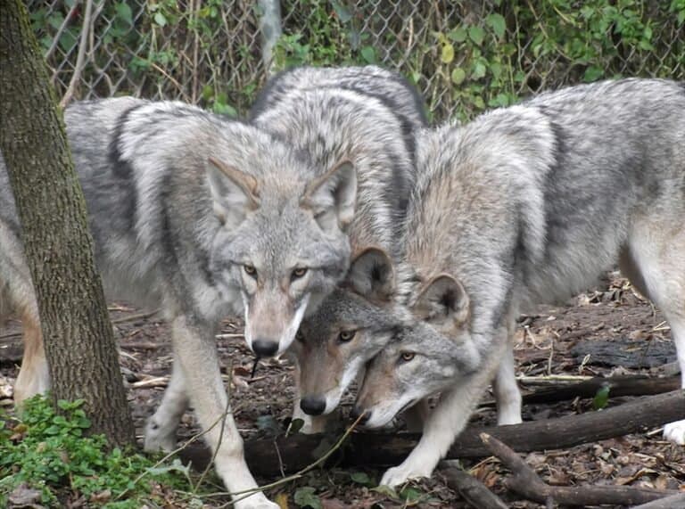 Coywolf - Coyote Wolf Mix: Everything You Need to Know About This ...