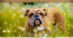 The 106 Best Old Man Dog Names - A-Z Animals