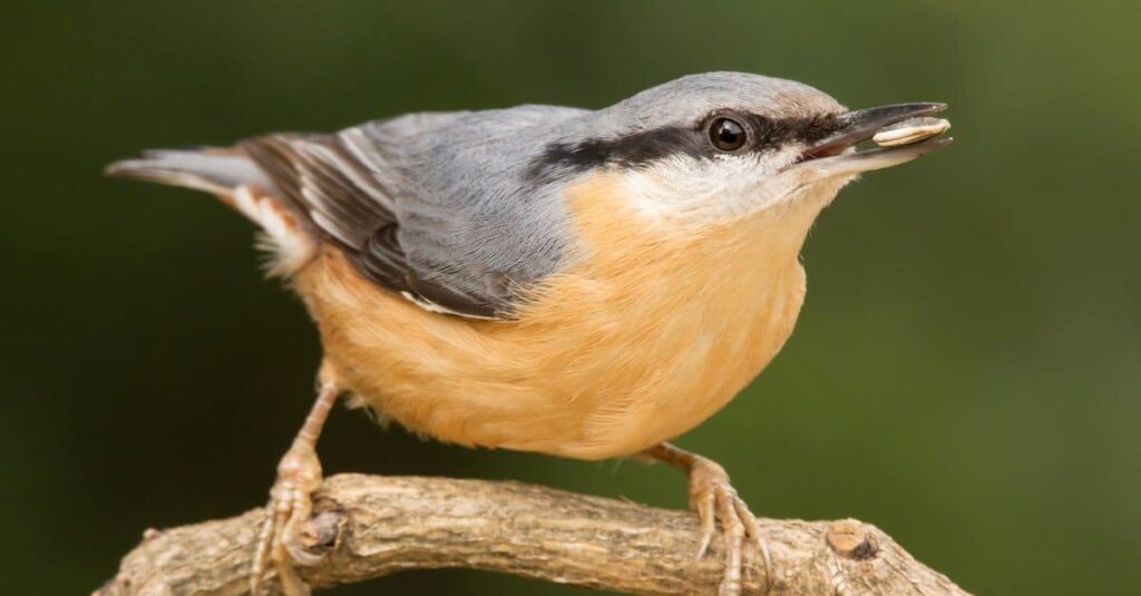 Treecreeper Or Nuthatch