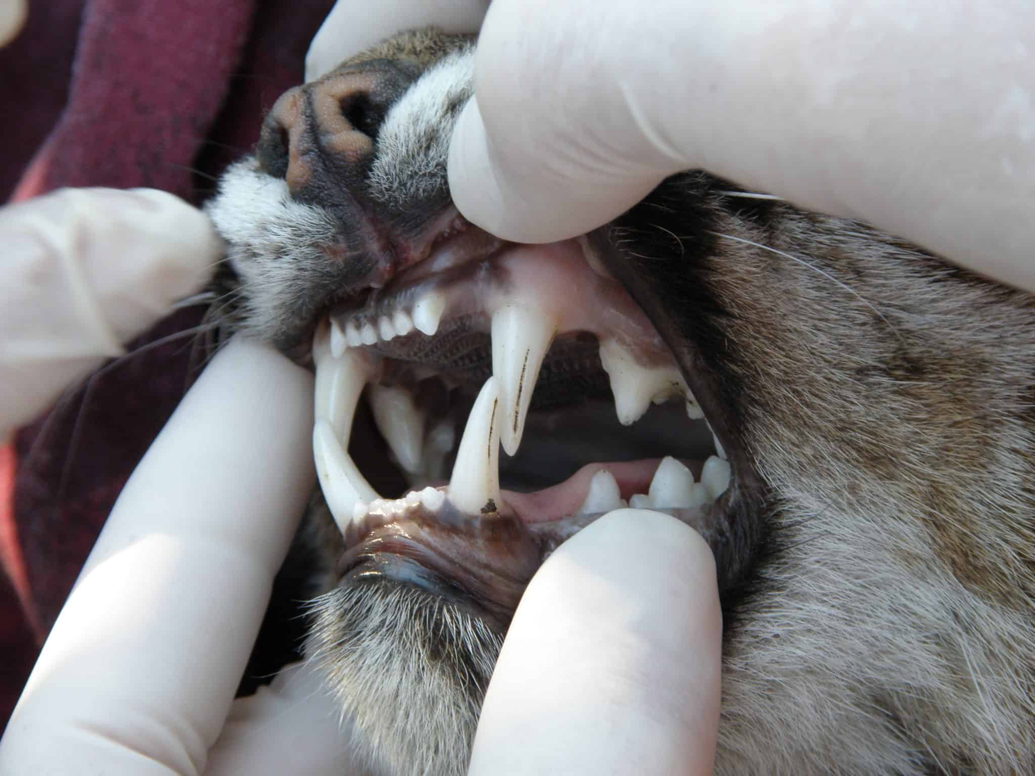 Bobcat Teeth: Everything You Need to Know - A-Z Animals