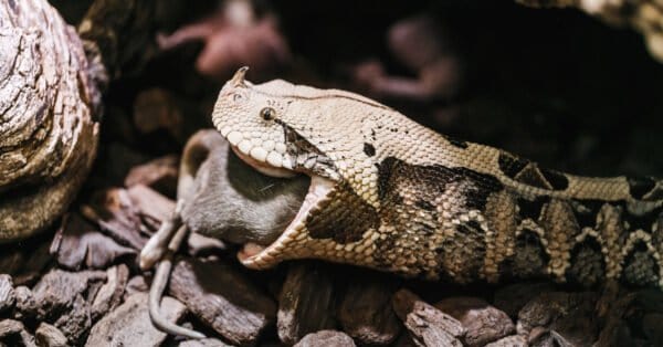 Gaboon Viper Fangs: Why They're the Biggest Snake Fangs in the World ...