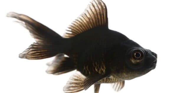 10 Black Freshwater Fish Perfect for Your Aquarium - A-Z Animals