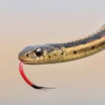 These Are the Strongest Snakes in the World - A-Z Animals Slideshows